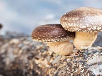 Conseils pour cultiver des champignons dans votre jardin – Haus und Garten